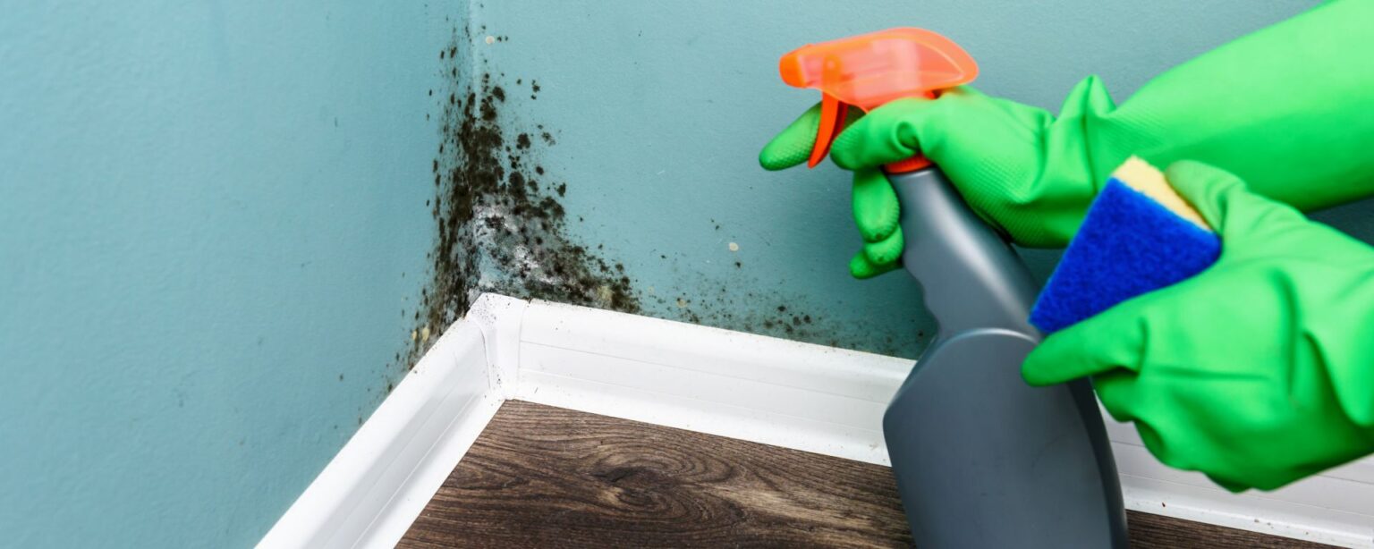 The Common Types Of Mould You Can Find In Your Home - Sweepsouth