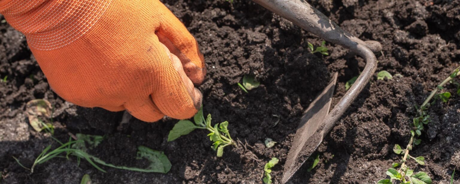 10 Tips For Getting Rid Of Weeds In Your Garden - Sweepsouth