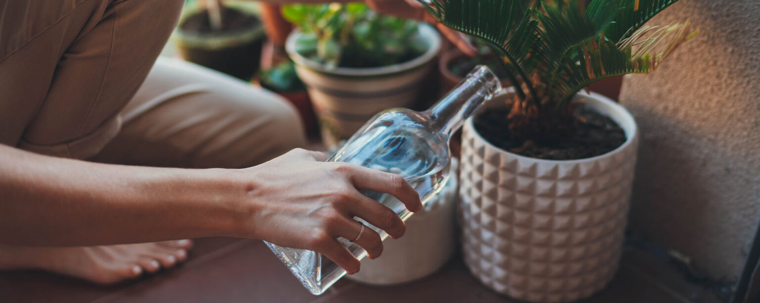 8 Eco-Friendly Gardening Tips for World Water Day - Sweepsouth