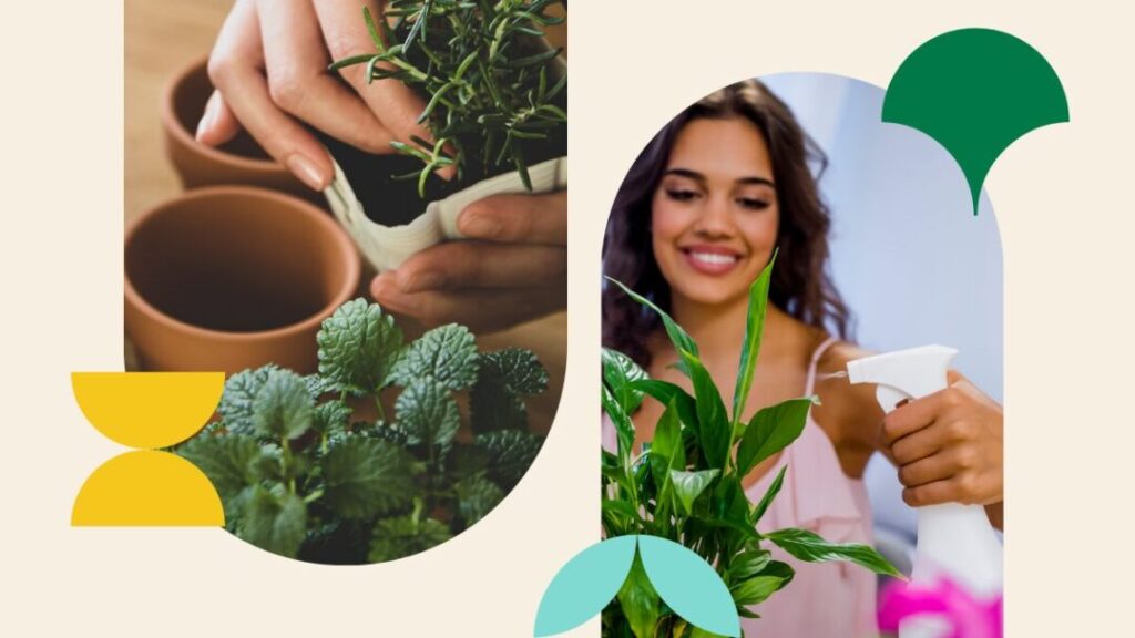 Indoor plant cleaning: a gentle guide to cleaning leaves - Sweepsouth